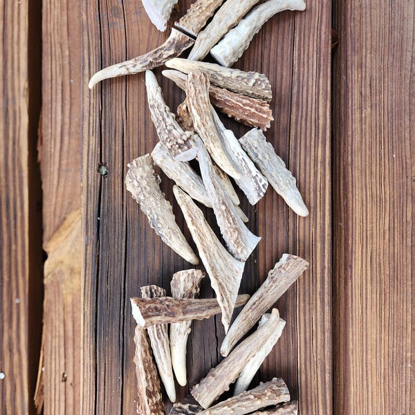 Fifty (50) 3" Whitetail Deer & Elk Antler Tine Tips for Arts, Crafts or ...
