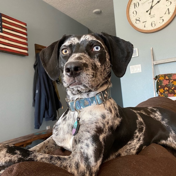 Dog Collar, Hiking, Moutains, Pine Trees, Outdoors, Plastic Buckle ...