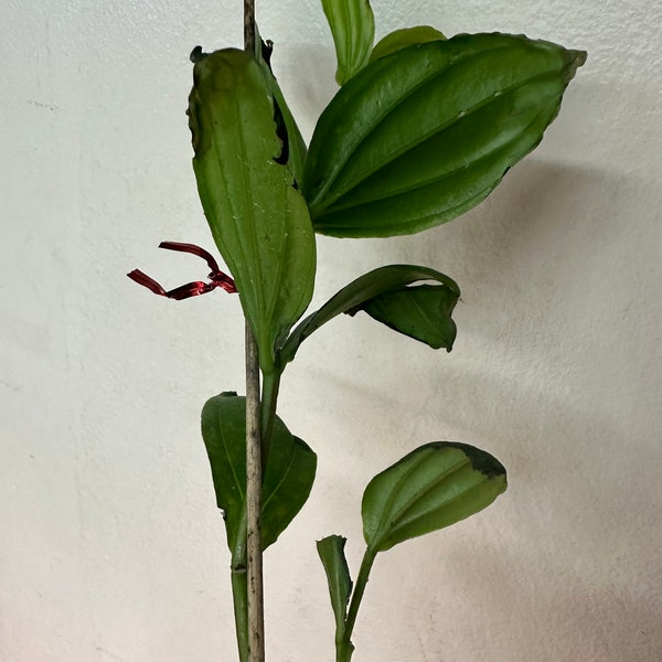 Royal Intenz Magnifica Medinilla Plant~~live Well Rooted Starter Plant ...