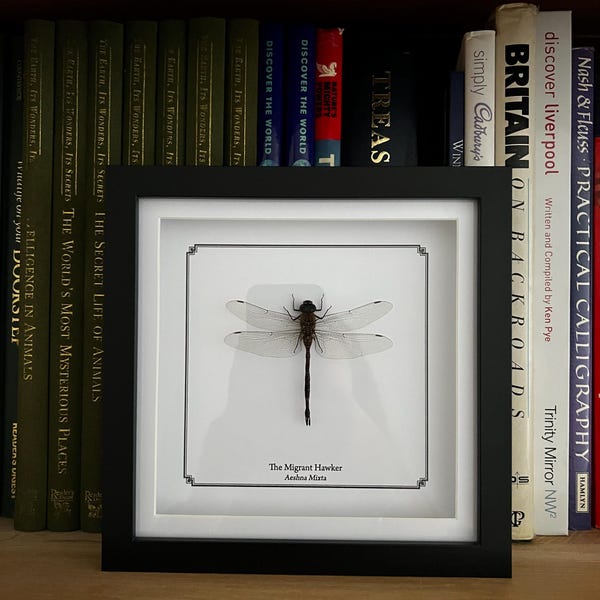 Spotted Sawtooth Butterfly Necklace, Real Butterfly Wing Necklace ...