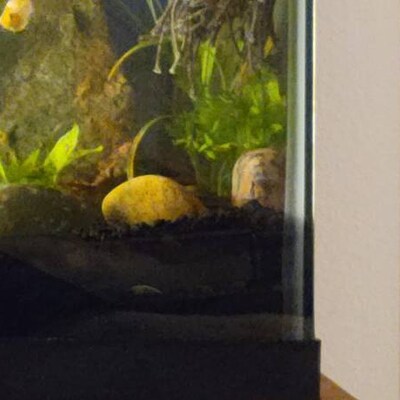 Live Subwassertang Moss Aquarium Plant Fast and Easy to Grow With Low ...