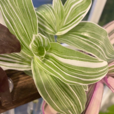 Tradescantia Blossfeldiana Aurea limelight - Etsy