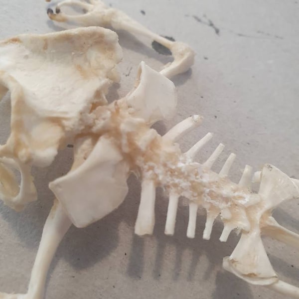 TWO (2) Javanese Toad Skeleton (duttaphrynus Melanosticus) Skeleton ...