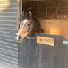 Stable Name Plate. Solid Oak Stable Sign. Equestrian Sign. - Etsy UK