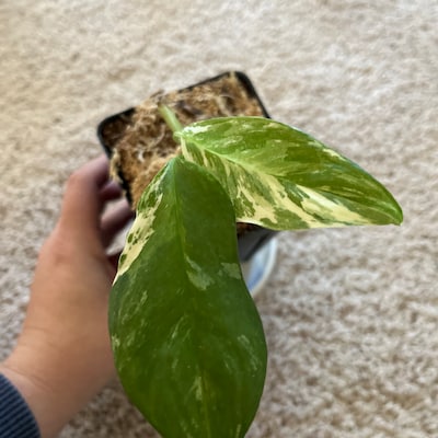 Variegated Monstera Albo Monstera Lechleriana House Plant - Etsy