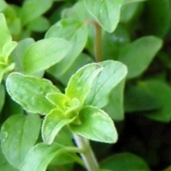 Gloria Cosmos Seeds | Cosmos Bipinnatus | Non-gmo | Flower Seeds | Seed ...