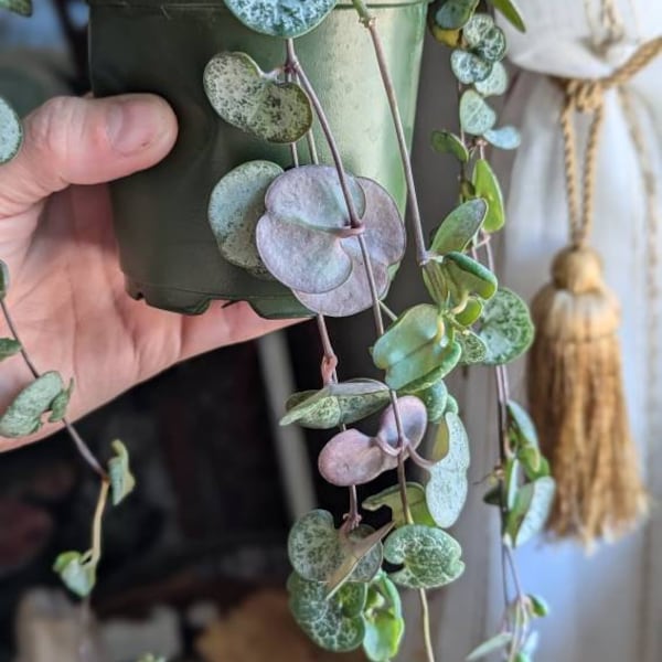 Ceropegia Woodii 'silver Glory' String of Hearts - Etsy