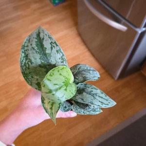 Silver Lady Pothos Scindapsus Silver Lady Silver Pothos Plant Easy ...