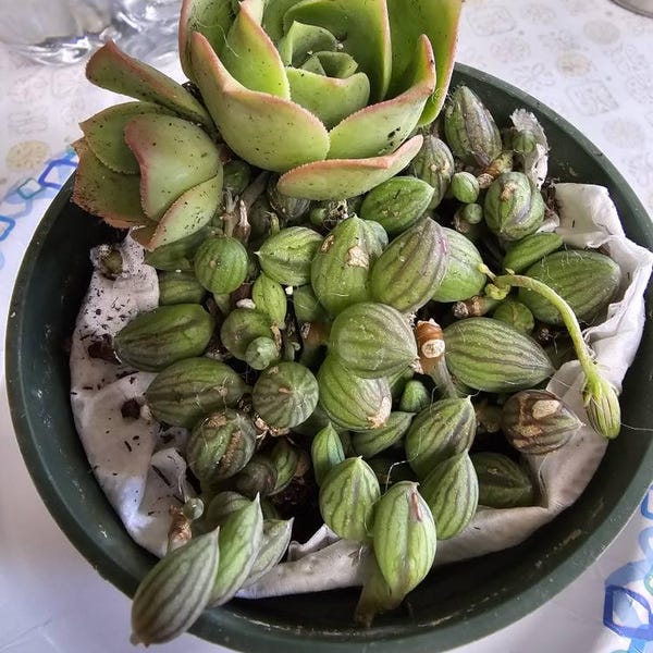 Ledebouria Socialis 'silver Squill' Plant - Etsy
