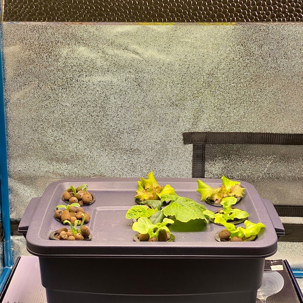 Masterblend 4-18-38 Tomato & Vegetable Fertilizer COMBO KIT - 2.5 Lb - Etsy