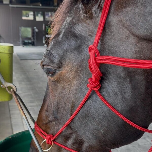 PRE-MADE No Tie Buckle Biothane Crown Halter in Soft 1/4" Rope Horse ...