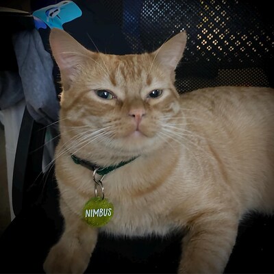 Squiggle Arch Rainbow Iridescent Acrylic Earrings - Etsy