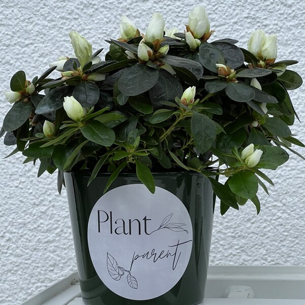 Fitness in 100 Words Crossfit Poster | Digital Download | Crossfit ...