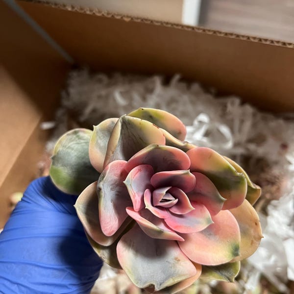 Echeveria Rainbow Variegated Rare Succulent Plants, 1 Head 3” Pink ...