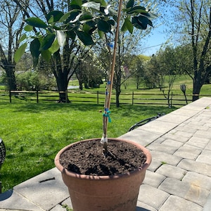 KING ORANGE 3ft Grafted Tree No Shipping Ca - Etsy