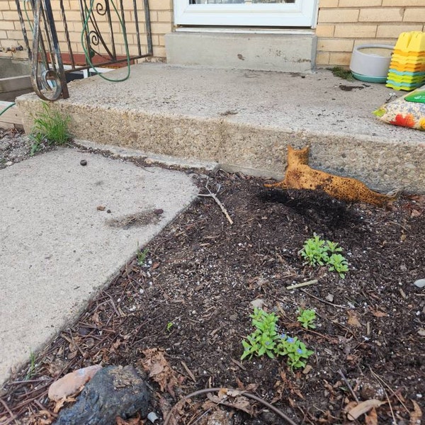 Rustic Metal Fox Garden Sculpture | Weathered Fox Outdoor Decor | Rusty ...