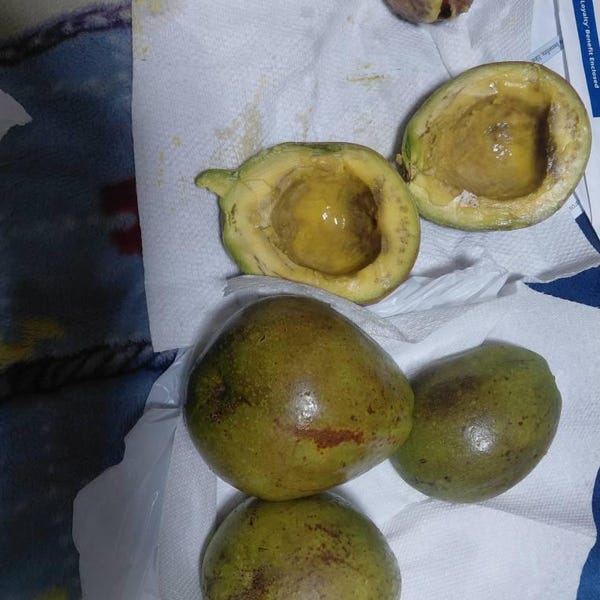 Live Ambika Mango Tree Rare Indian Variety Sweet Fiberless Fruit Approx ...