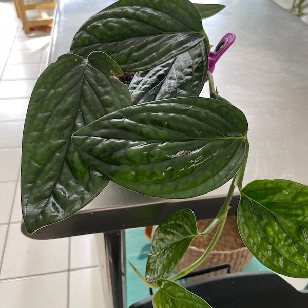 Monstera Peru in 6" Pot, Rare Plant, House Plant - Etsy