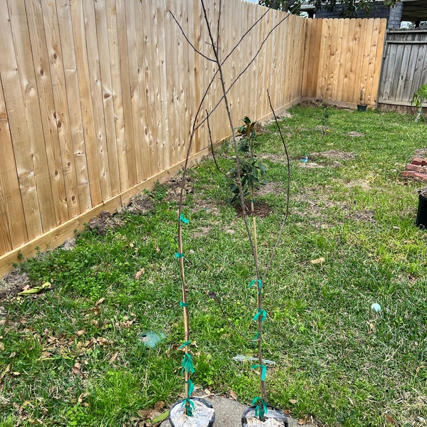 Prunus Cerasifera 'purple Pony' - Purple Pony Flowering Plum- 2 to 3 ...