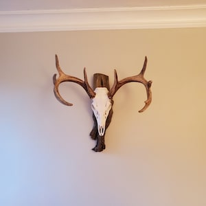 European Mount Composite Driftwood Plaque - Etsy