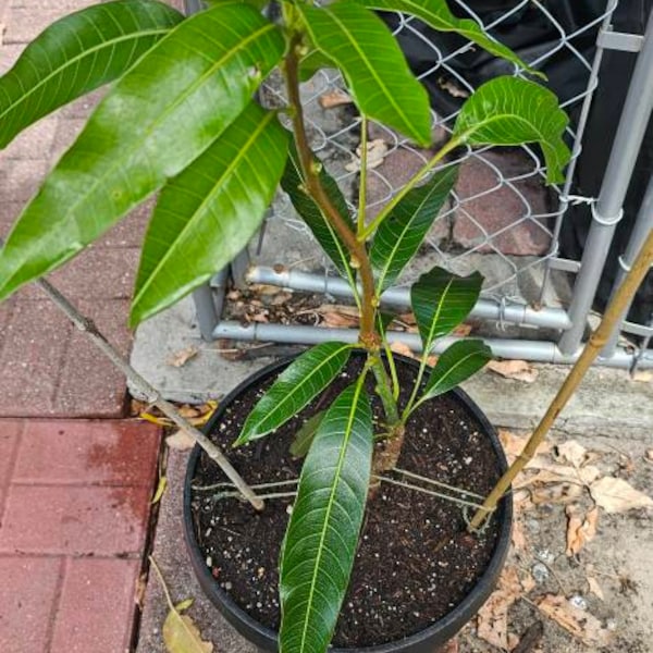 Alphonso MANGO TREE GRAFTED (2-4 Feet Tall). Ship to All States - Etsy