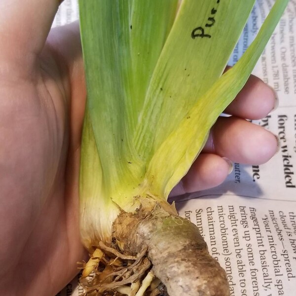 Iris 'harvest of Memories' Yellow Tall Bearded Reblooming Iris - Etsy