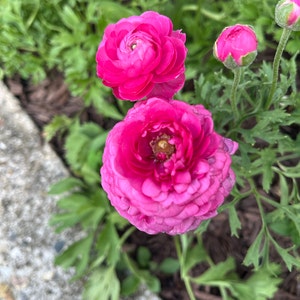 Ranunculus Aviv Rose Buy 4 Get 1 Free - Etsy