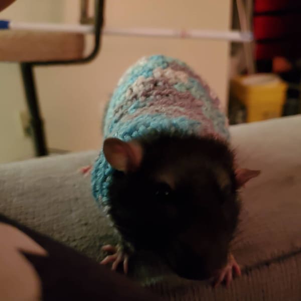 Crocheted Rat Sweater | Custom Acrylic Pet Clothing - Etsy