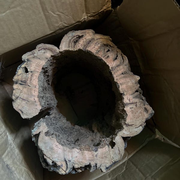 Cork Bark Rounds 2 Lbs - Animal Hides in a Terrarium / Vivarium - Etsy