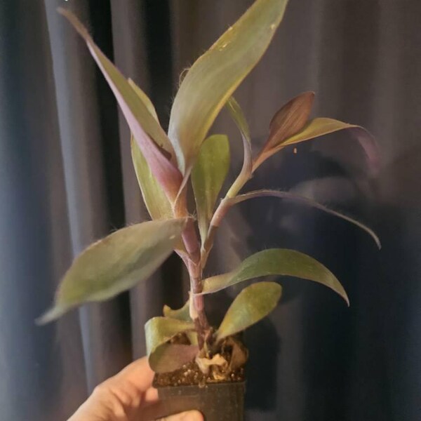 Blushing Lilac Cuttings 'krasavitsa Moskvy' Live Plant Cutting No Roots ...