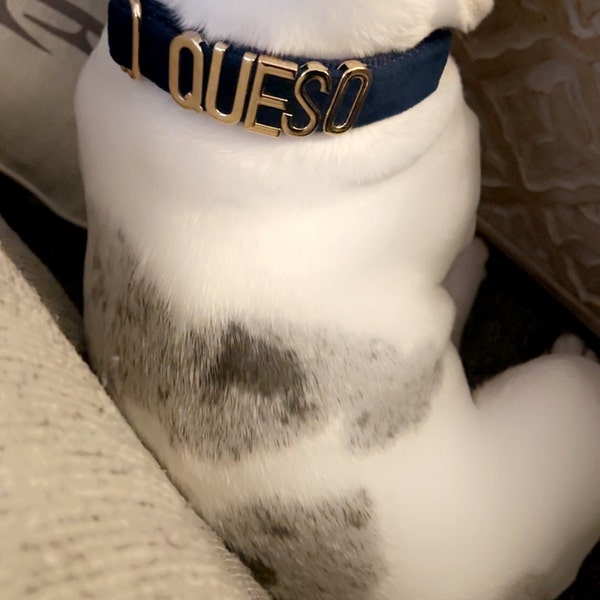 Personalized Dog Collars With Metal Letter Name, Female Dog Collars ...