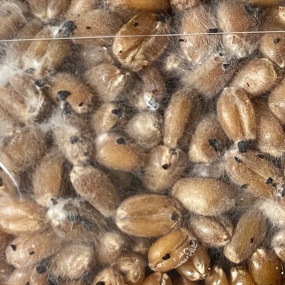Burn Morel Liquid Mushroom Culture for Mushroom Cultivation. - Etsy