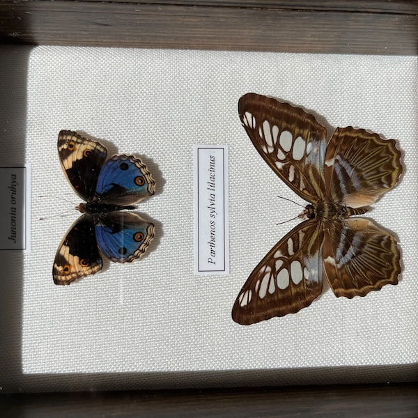 Giant Cicada & Empress Cicada Shadow Box Framed Quesada Gigas ...