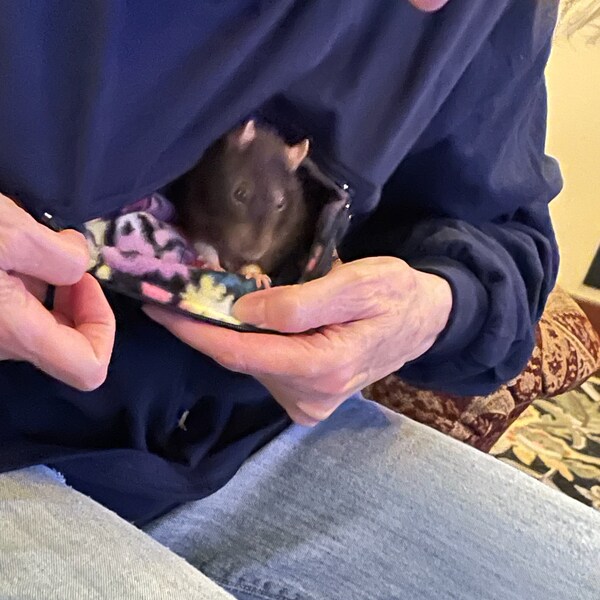 Sugar Glider Halloween Mobile, Lots of Activities, Sugar Gliders ...