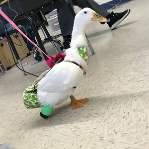 High Quality ORIGINAL Duck Chicken Goose Diaper Harness - Etsy