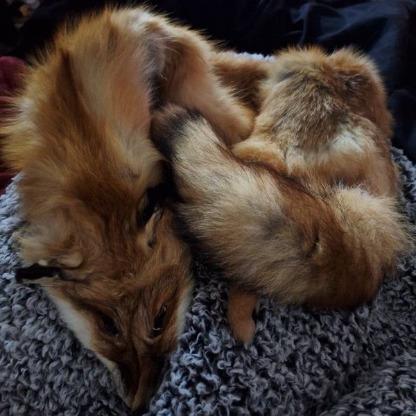 Tanned Red Fox Hides, Pelts - Etsy