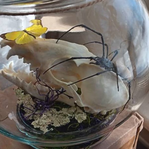 Natural Various Types Skull DIY Specimen Teaching Model - Etsy