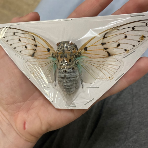 Real Unframed Taxidermy Spread Ayuthia Spectabilis White Ghost Cicada ...