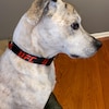 Chili Peppers Ribbon Dog Collar - Etsy