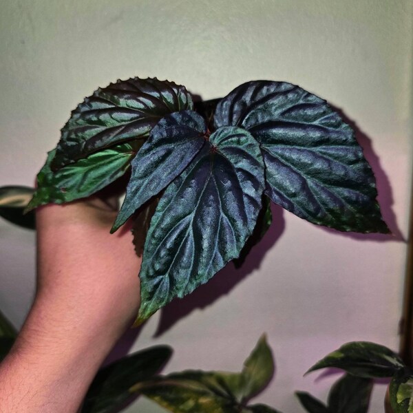 Variegated Philodendron Micans ‘mint’ (non-exact) - Etsy