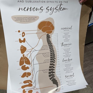 Chiropractic ANS Chart Nervous System Poster Subluxation - Etsy