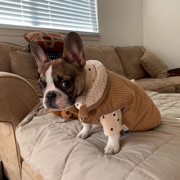 French Beret Hat, Hat for Dog, Dog Hat, Dog Beret, Dog Costume, Pet ...