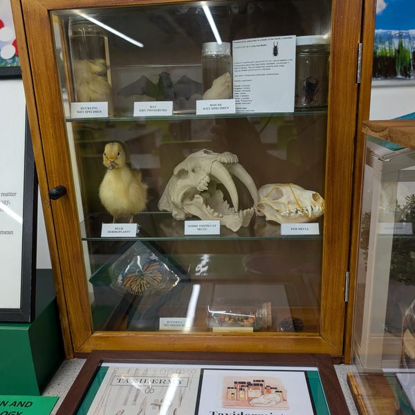 Real Snake Specimen,real Animal Specimen,clean and Complete,specimen ...