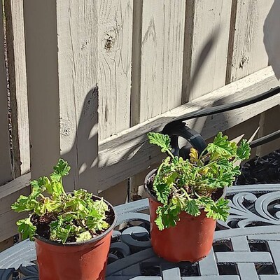 Flowerpotnursery Moonlight Fern Cretan Brake Fern Pteris Cretica Mayii ...