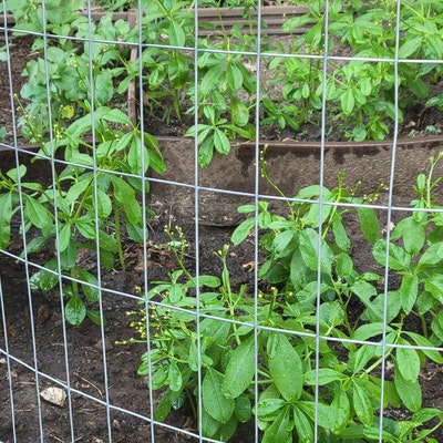Scent Leaf SEEDS, Clove Basil, African Basil, Nchanwu, Efirin, Ntonng ...