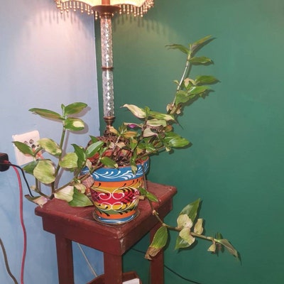 Buttercup, Ranunculus Acris, Meadow Buttercup Seeds - Etsy UK