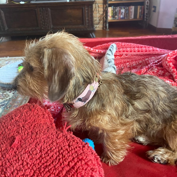 Dog Neck Band With Name. Custom Pet ID. Engraved Dog Collar. Custom Cat ...