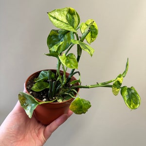 Pothos Lizard Queen New Pothos Sport Variegated Epipremnum Live ...