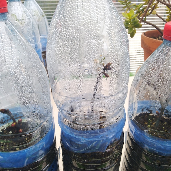 The Pink Koshu Grapes of Japan (yamanashi ) > 7 Fresh Seeds , Already ...