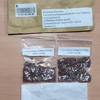 100 japanische Quittensamen. 100 frische Samen Chaenomeles japonica ...